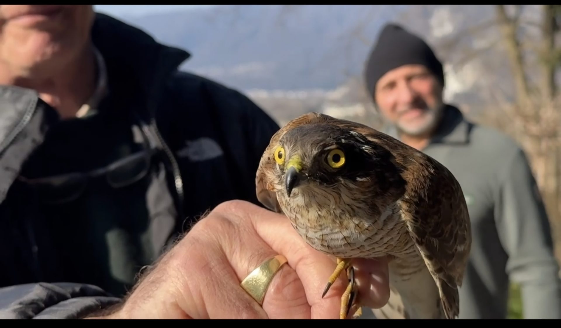 Dopo le cure del dott. Uberto Calligarich sono tornati in natura una ...